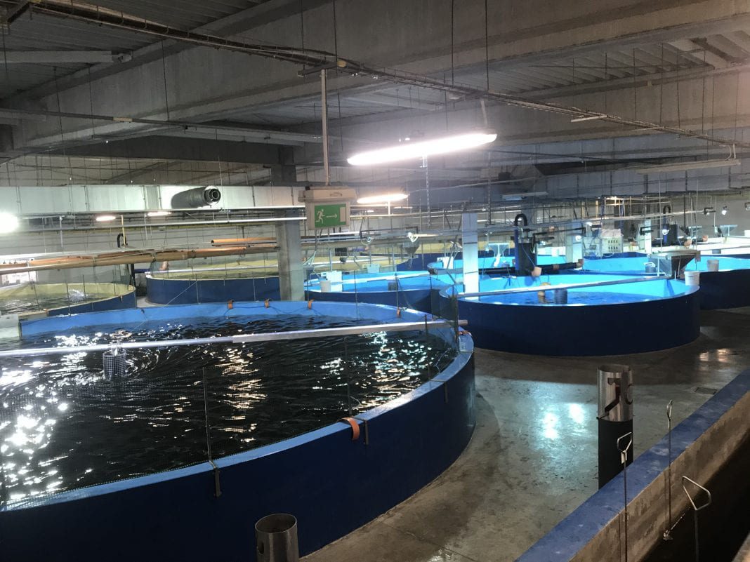 The recipe for land-based salmon farmers' funding is beginning to crack